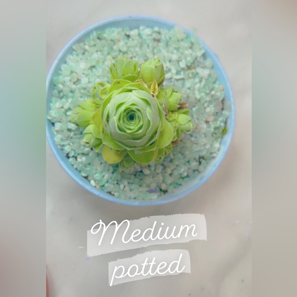 Art | Medium Light Gray Potted Rare Succulent Handmade By Sophies ...